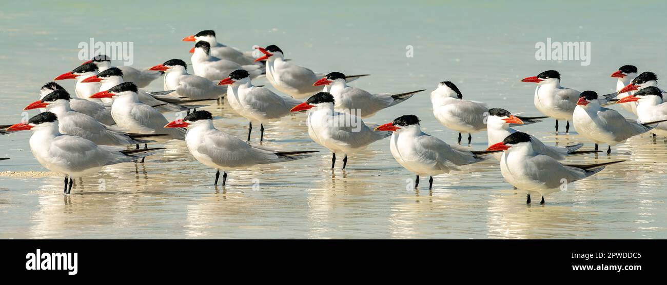 Group of Caspian Terns, Hydroprogne caspia at Lacepede Islands ...