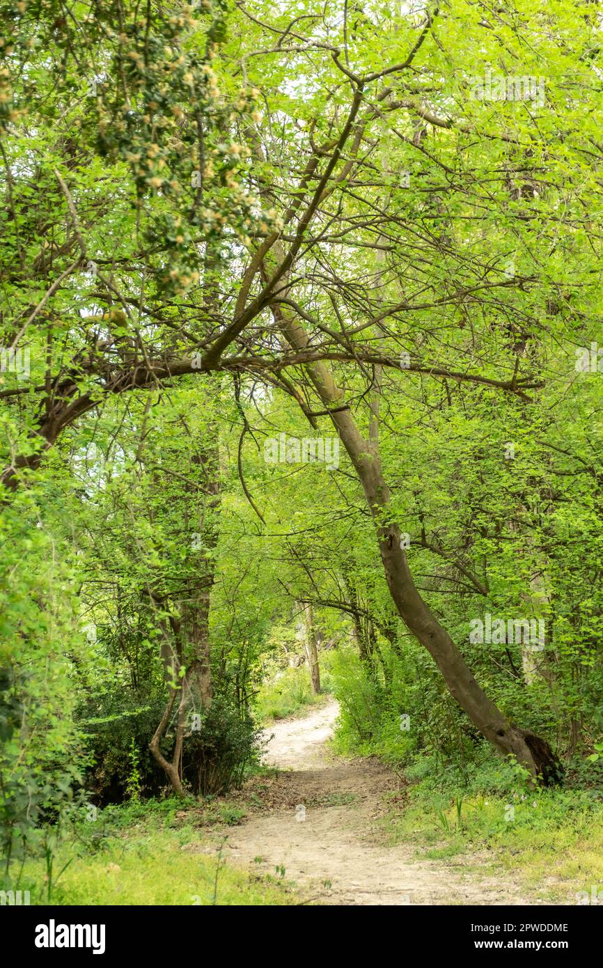 Wonderful path in a park or woods with lush green vegetation, plants ...