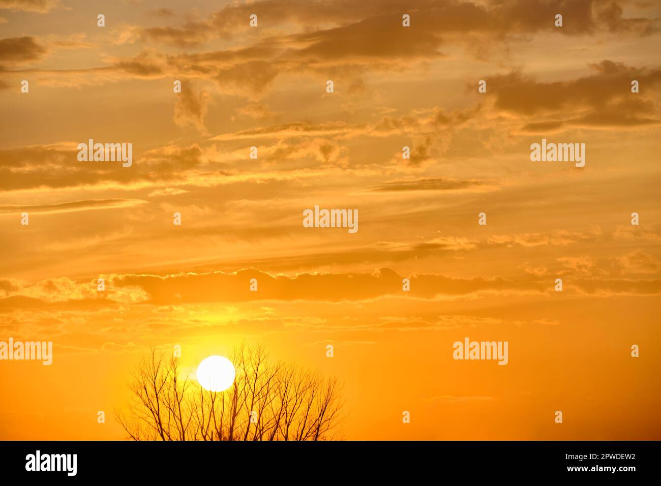 Setting sun behind tree against yellow sky Stock Photo - Alamy