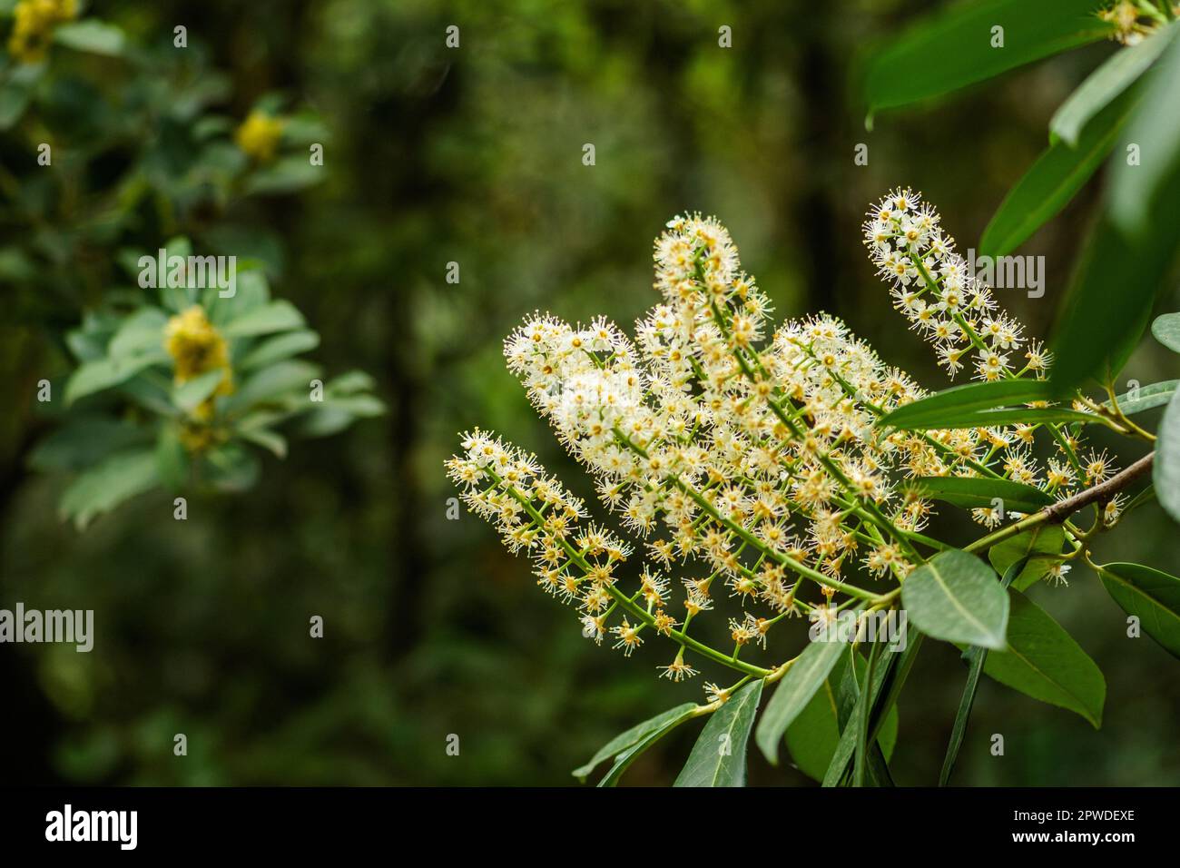 Beautiful foliage, green leaves and white flowers of Prunus ...