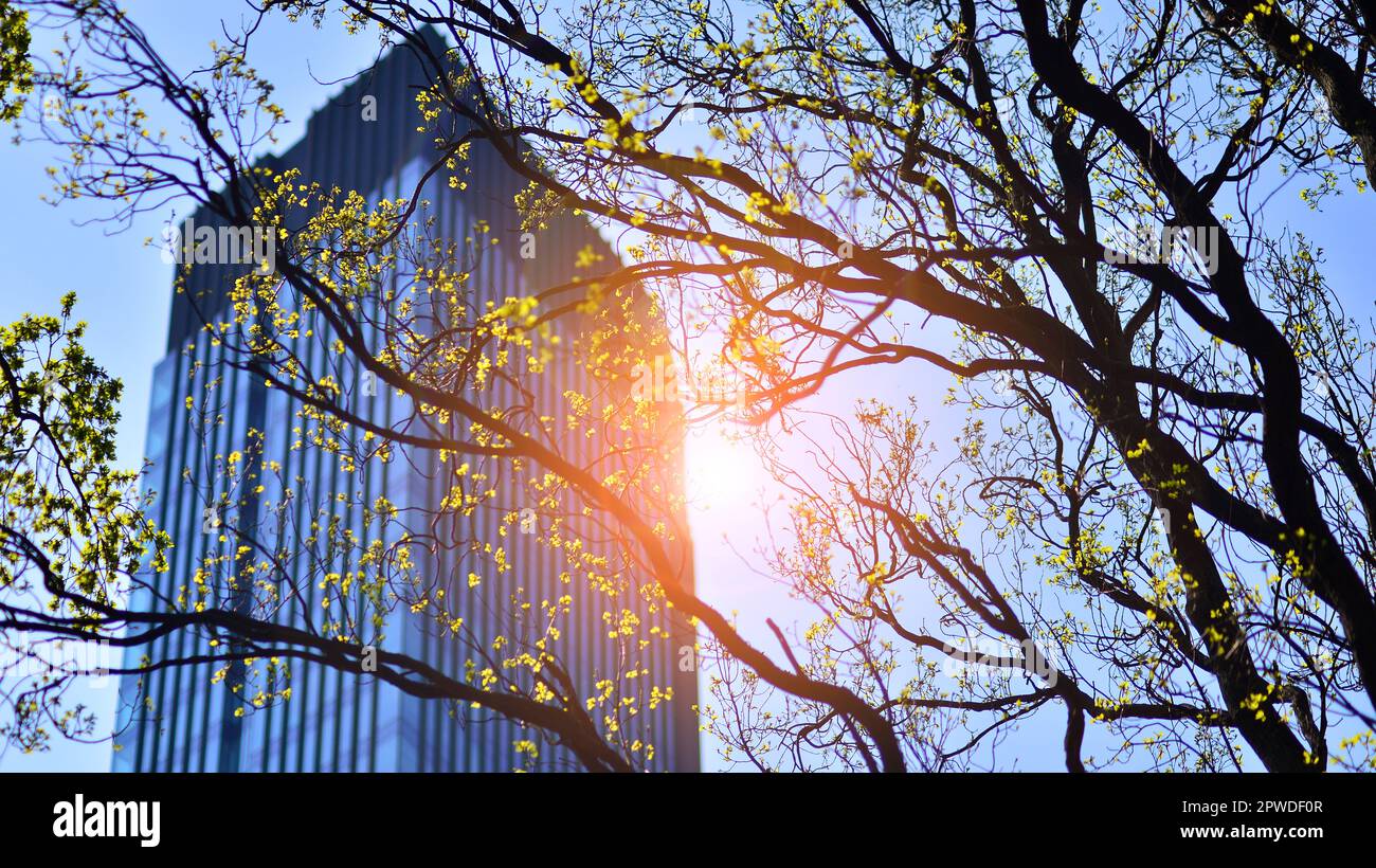 Eco skyscraper in modern city concept. Fresh green trees and office ...