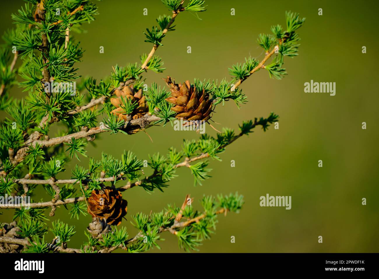 Cones branch Christmas tree with fresh growing needles Stock Photo - Alamy