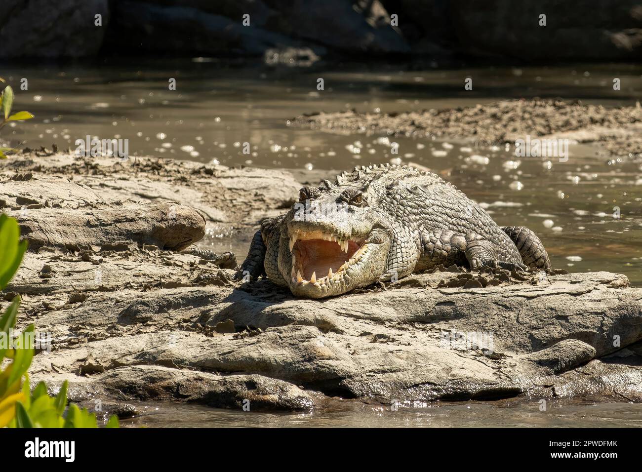 Estuarine Crocodile, Crocodilus porosus on Red Zone Creek, Kimberley Coast, WA, Australia Stock ...