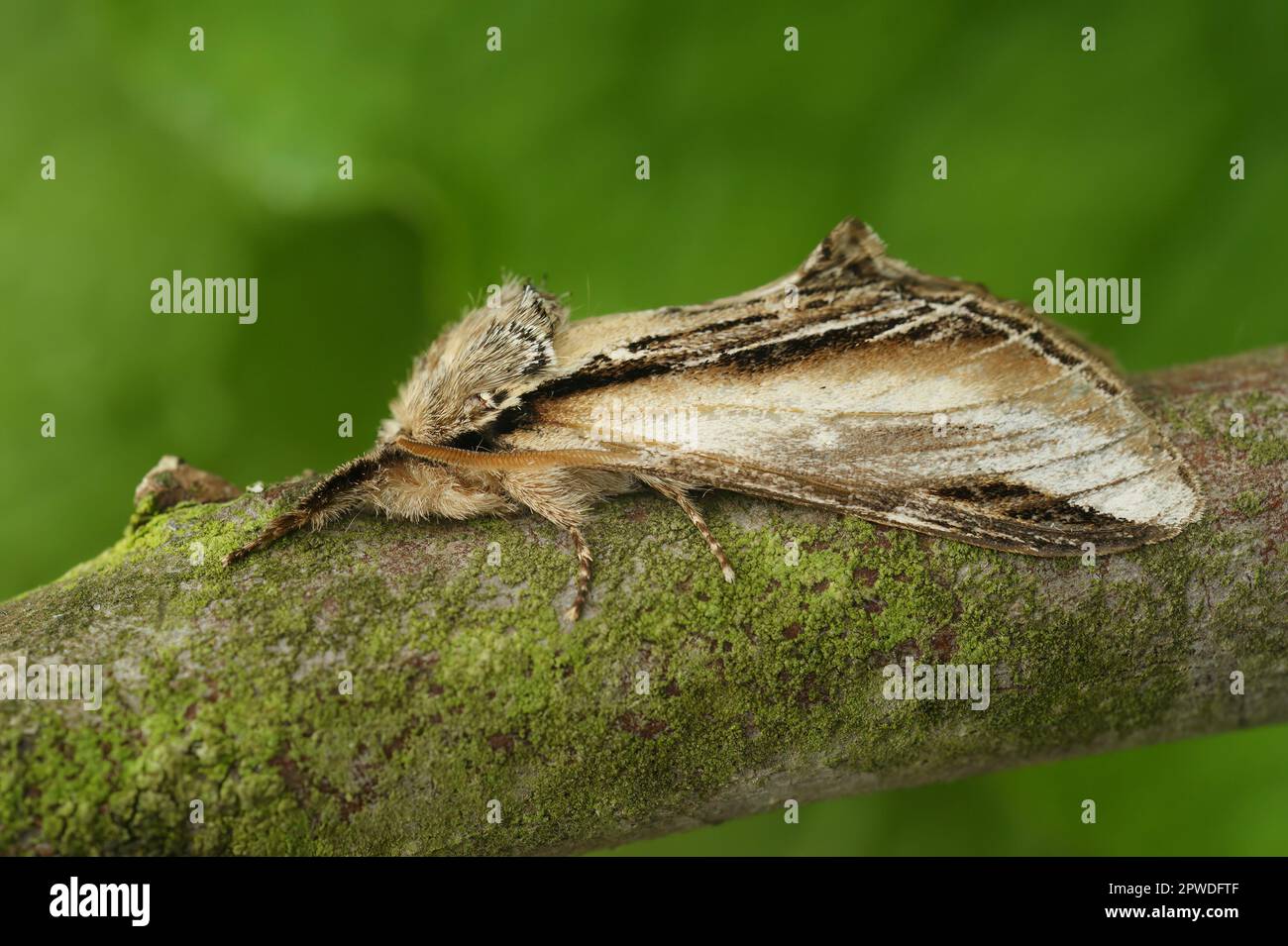 Natural closeup shot of the swallow prominent moth, Pheosia tremula ...