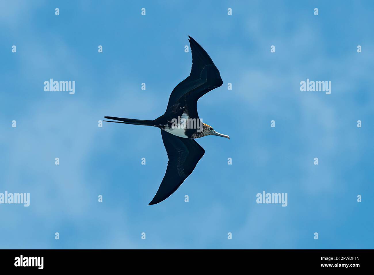 Lesser Frigatebird, Freigata ariel at Ashmore Reef, WA, Australia Stock ...