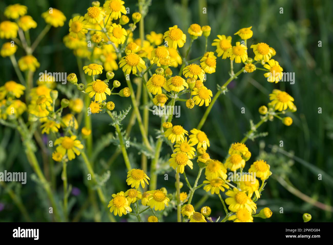 Groundsel garden hi-res stock photography and images - Alamy