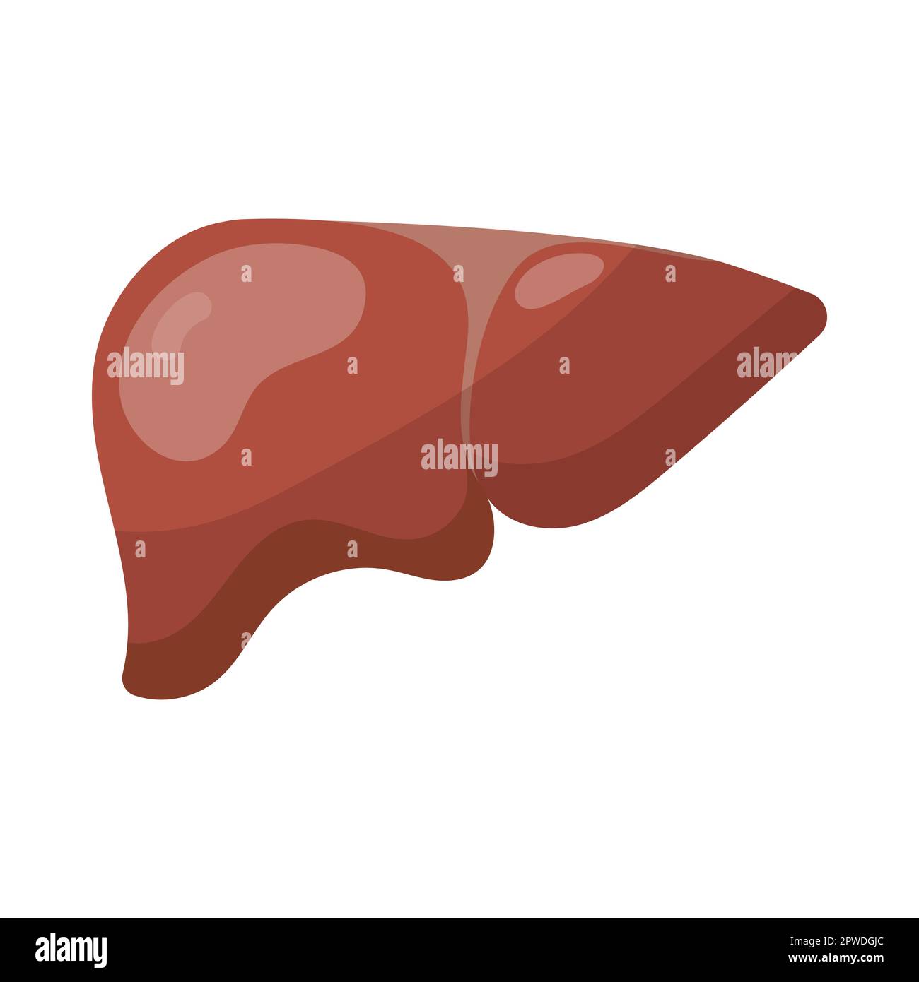 Liver of patient with fibrosis or hepatitis cartoon illustration Stock ...