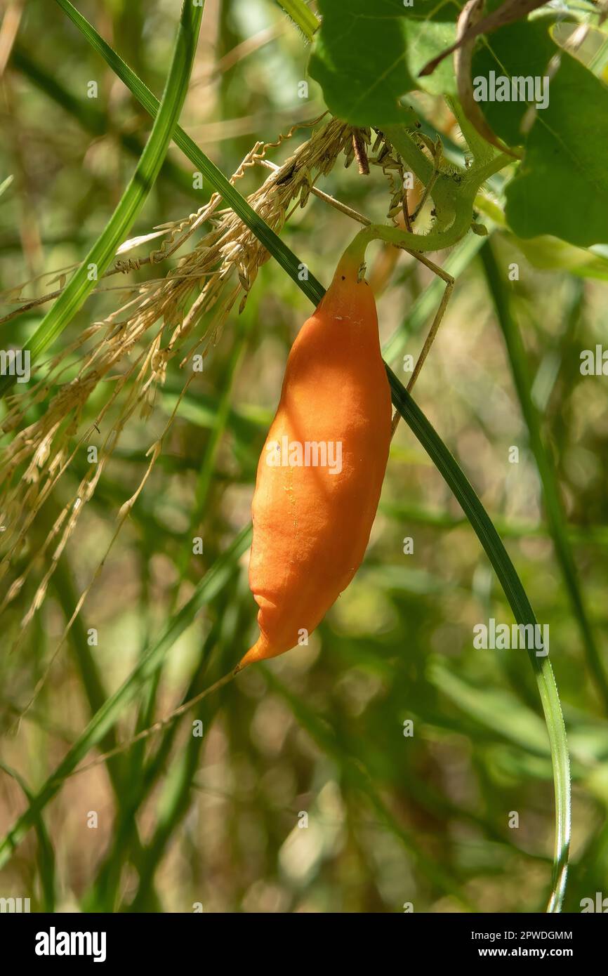 Trichosanthes cucumerina, Serpent Cucumber Fruit Stock Photo - Alamy