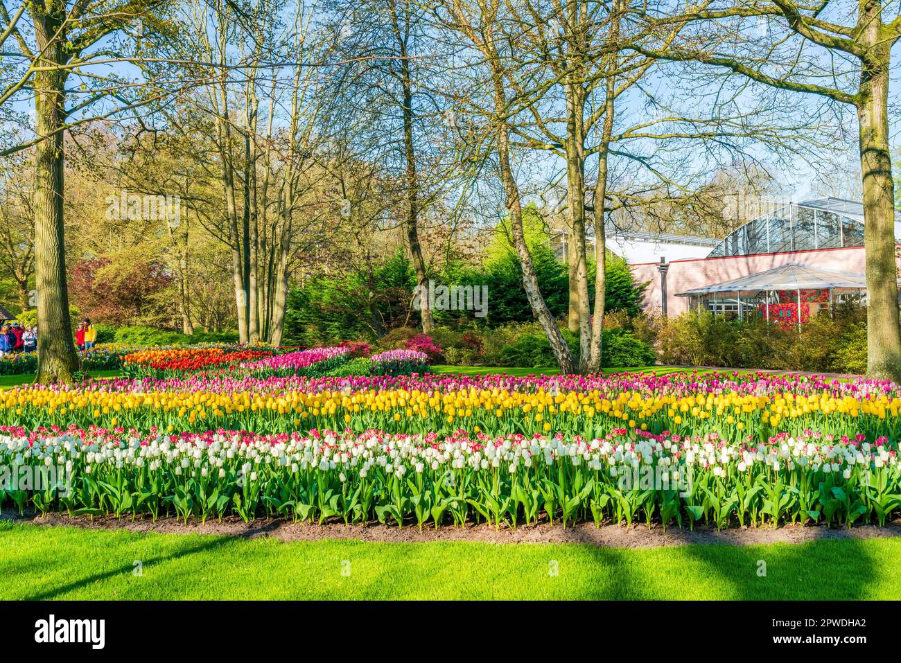 LISSE, HOLLAND - APRIL 19, 2023: Blooming tulips in Keukenhof Park, one ...