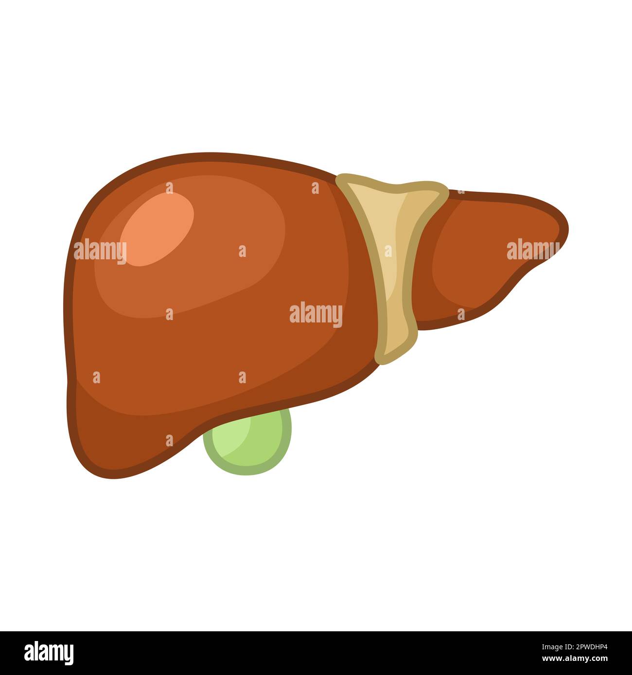 Liver food woman Stock Vector Images - Alamy