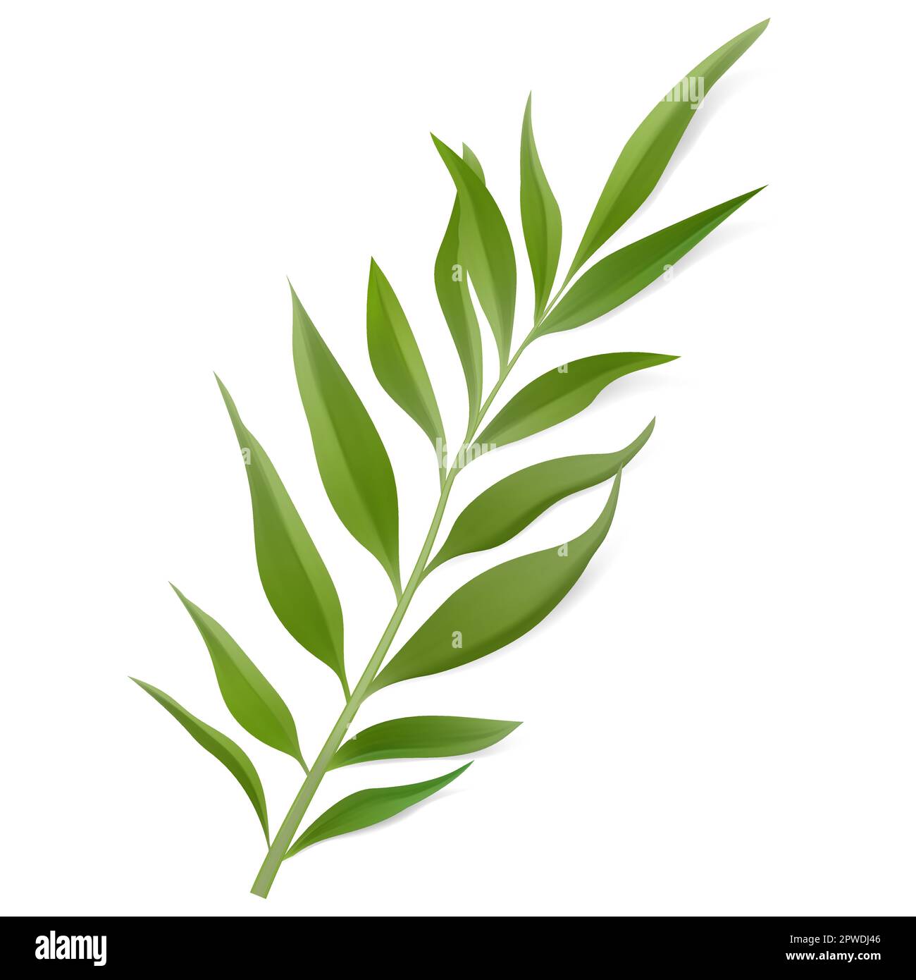Vector Tropical Leaf. Isolated Exotics. Botanical illustration Stock ...