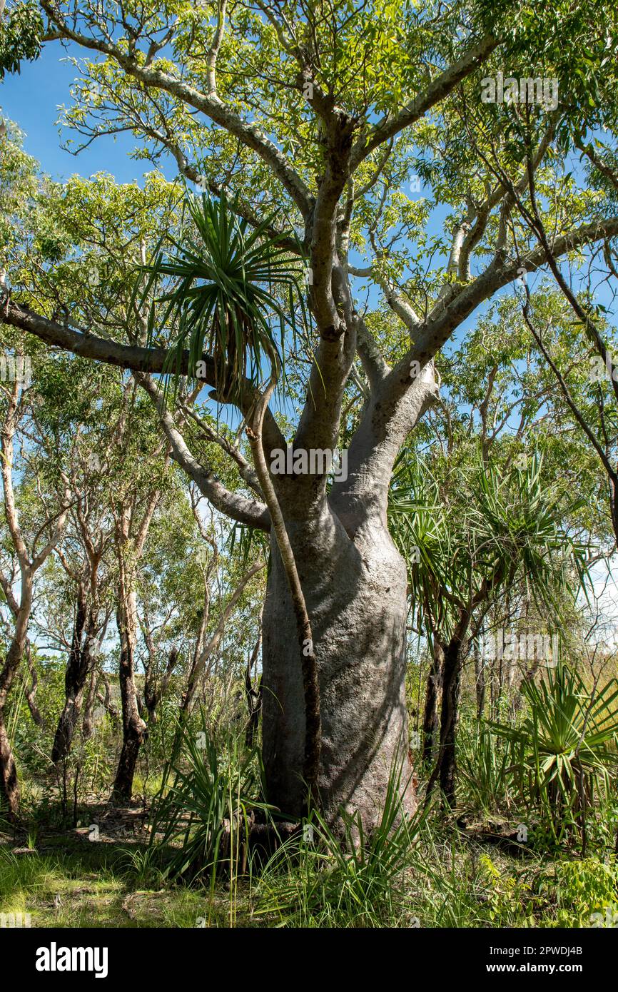 Australian baobab tree hi-res stock photography and images - Alamy