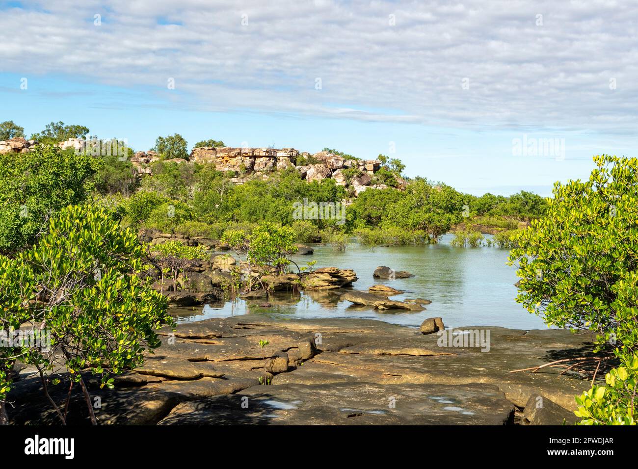 Waterside Mangroves, Jalandal, Kimberley Coast, WA, Australia Stock ...