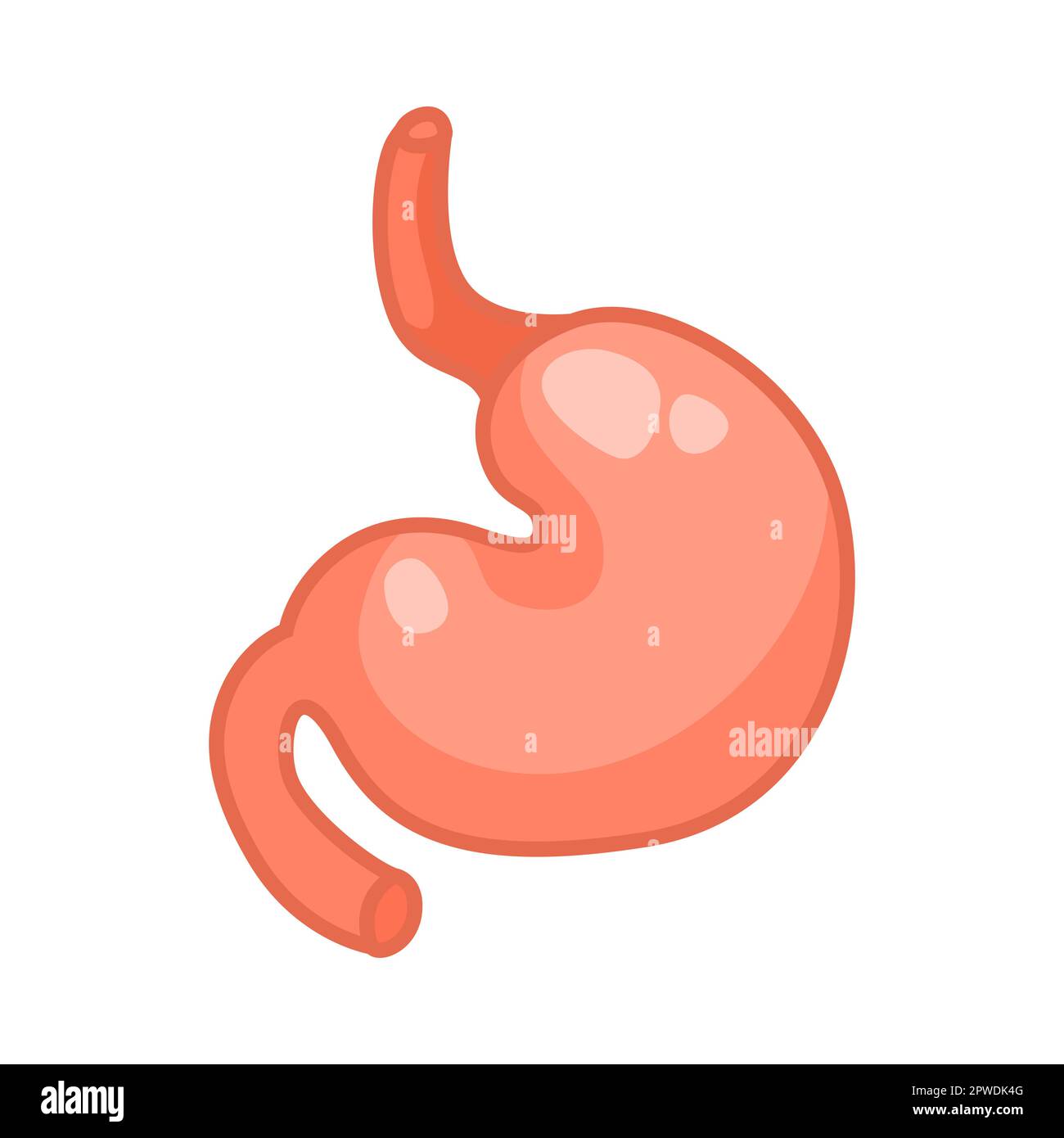Stomach of female body vector illustration Stock Vector Image & Art - Alamy