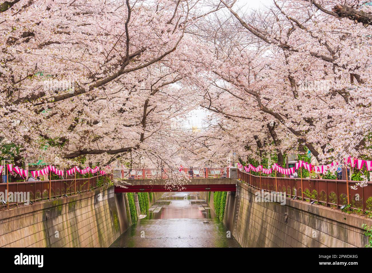 Sakura at Meguro River, Tokyo, Japan Stock Photo - Alamy