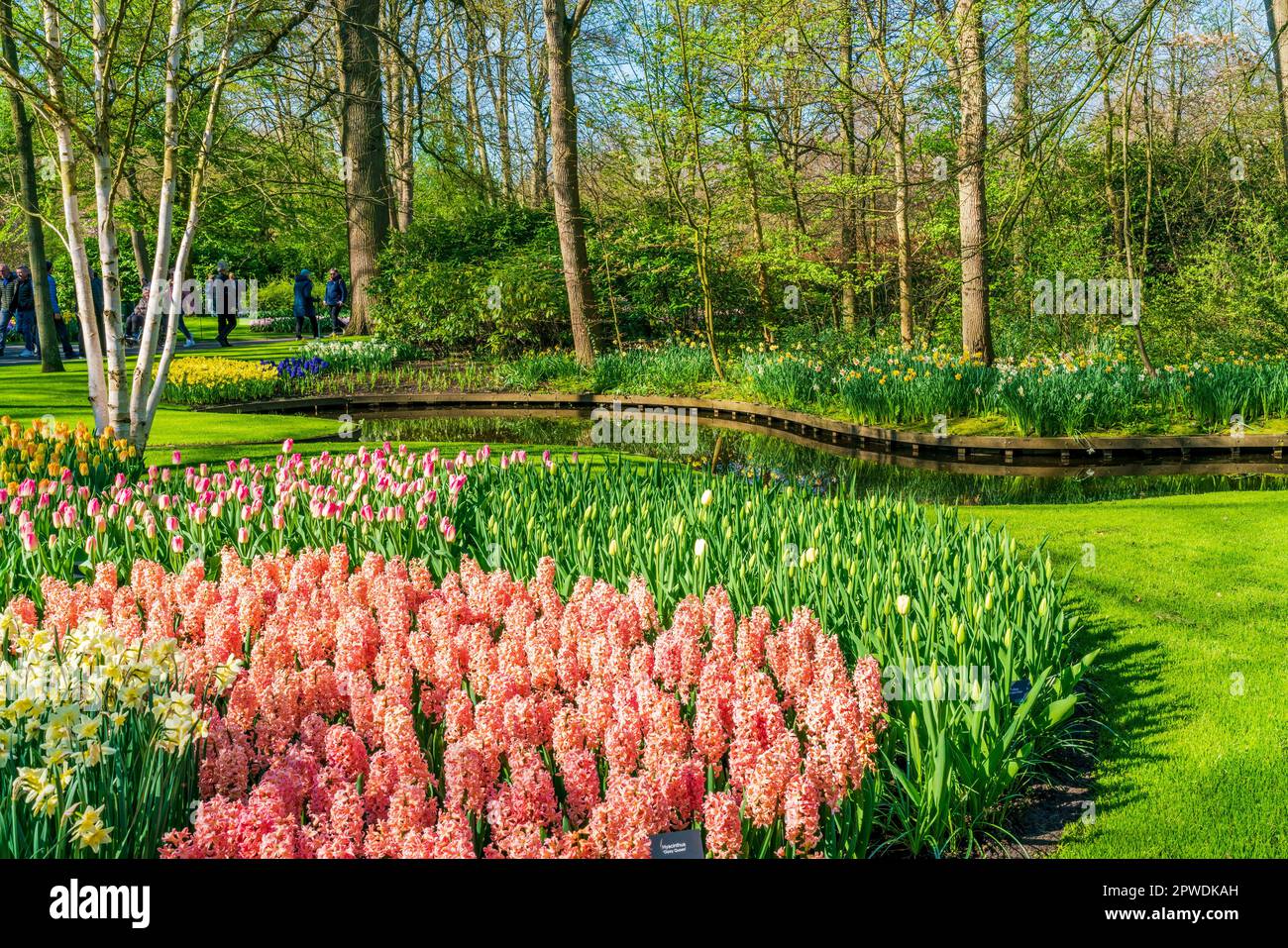 LISSE, HOLLAND - APRIL 19, 2023: Blooming flowers in Keukenhof Park ...