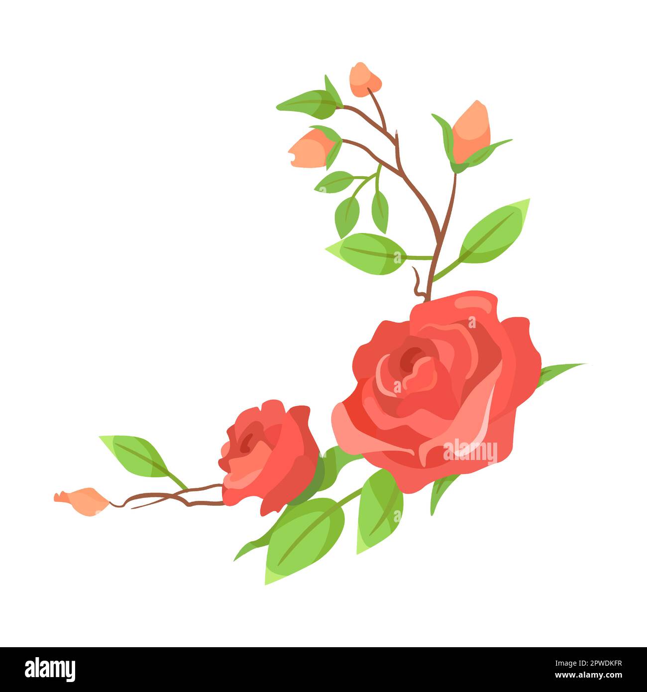 corner decoration Blossoming red rose branch, cartoon illustration. Rose rosebuds with green ...