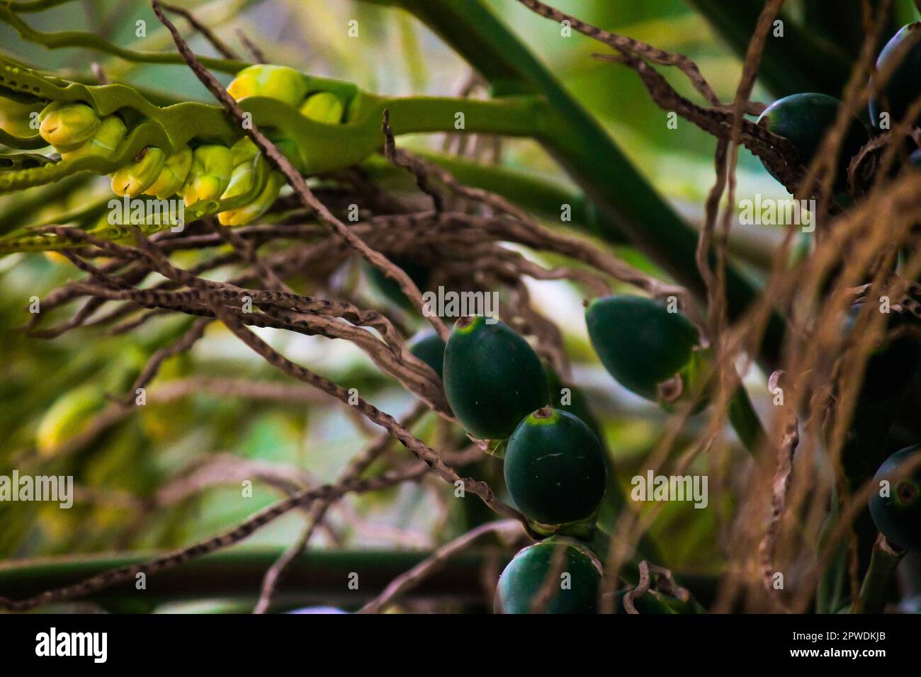 Green Baby Betel Nuts On A Betel Tree Stock Photo - Alamy