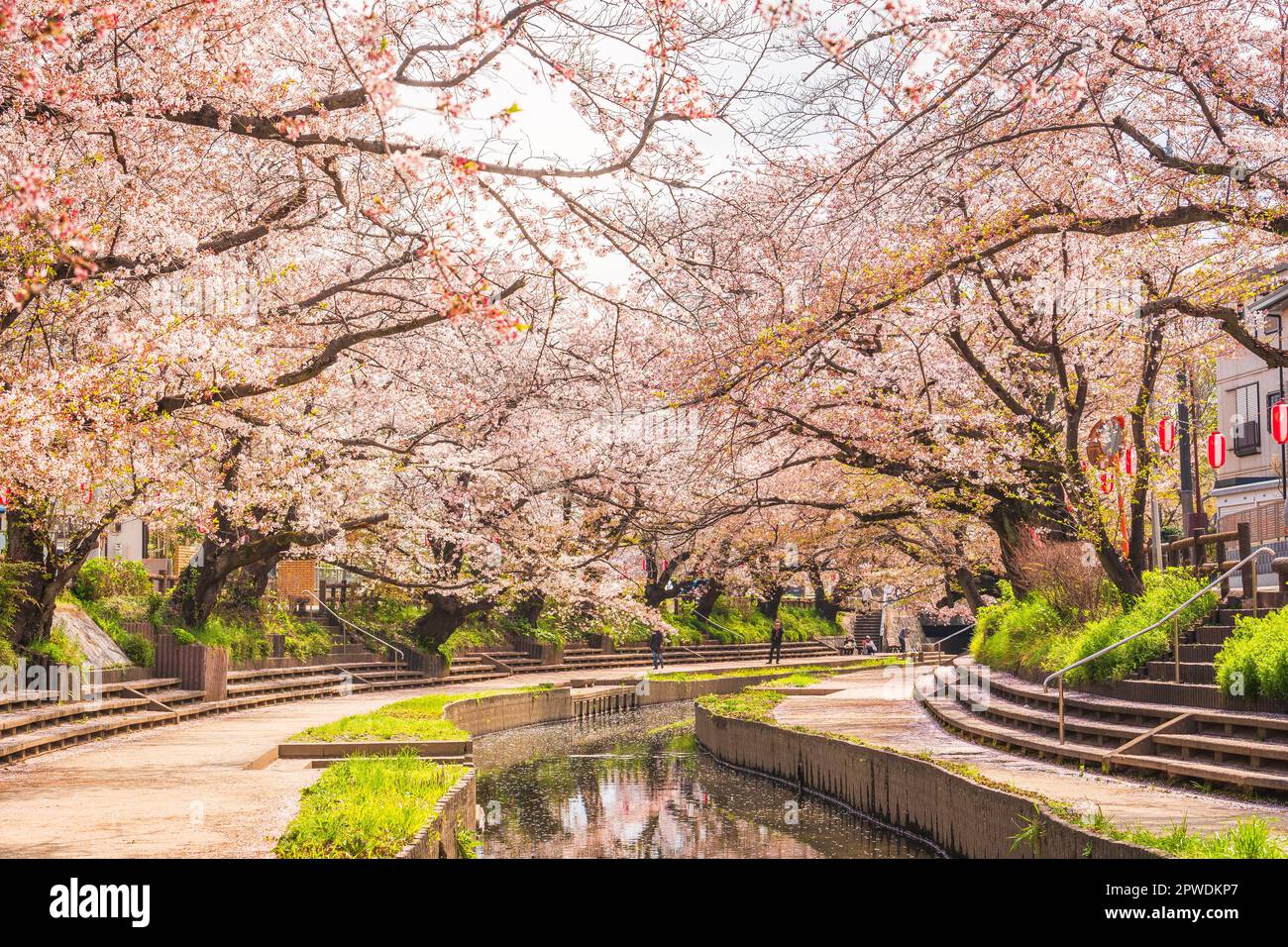 Motoara River Cherry Blossom Avenue, Saitama, Tokyo Stock Photo - Alamy