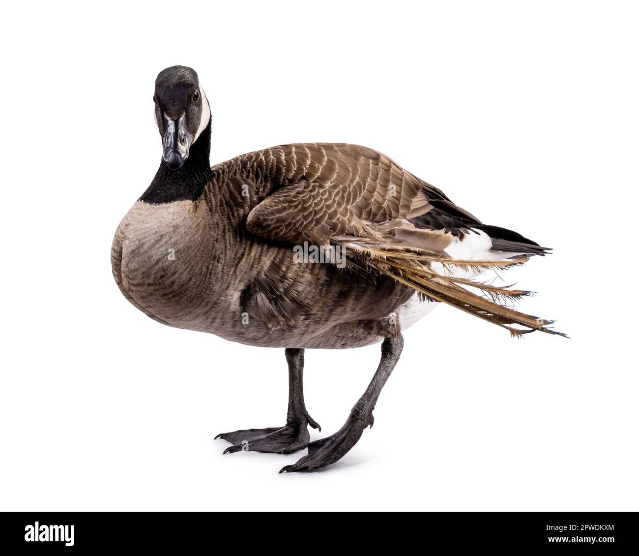 Small Canadian Goose with Angel Wing condition, standing side ways ...