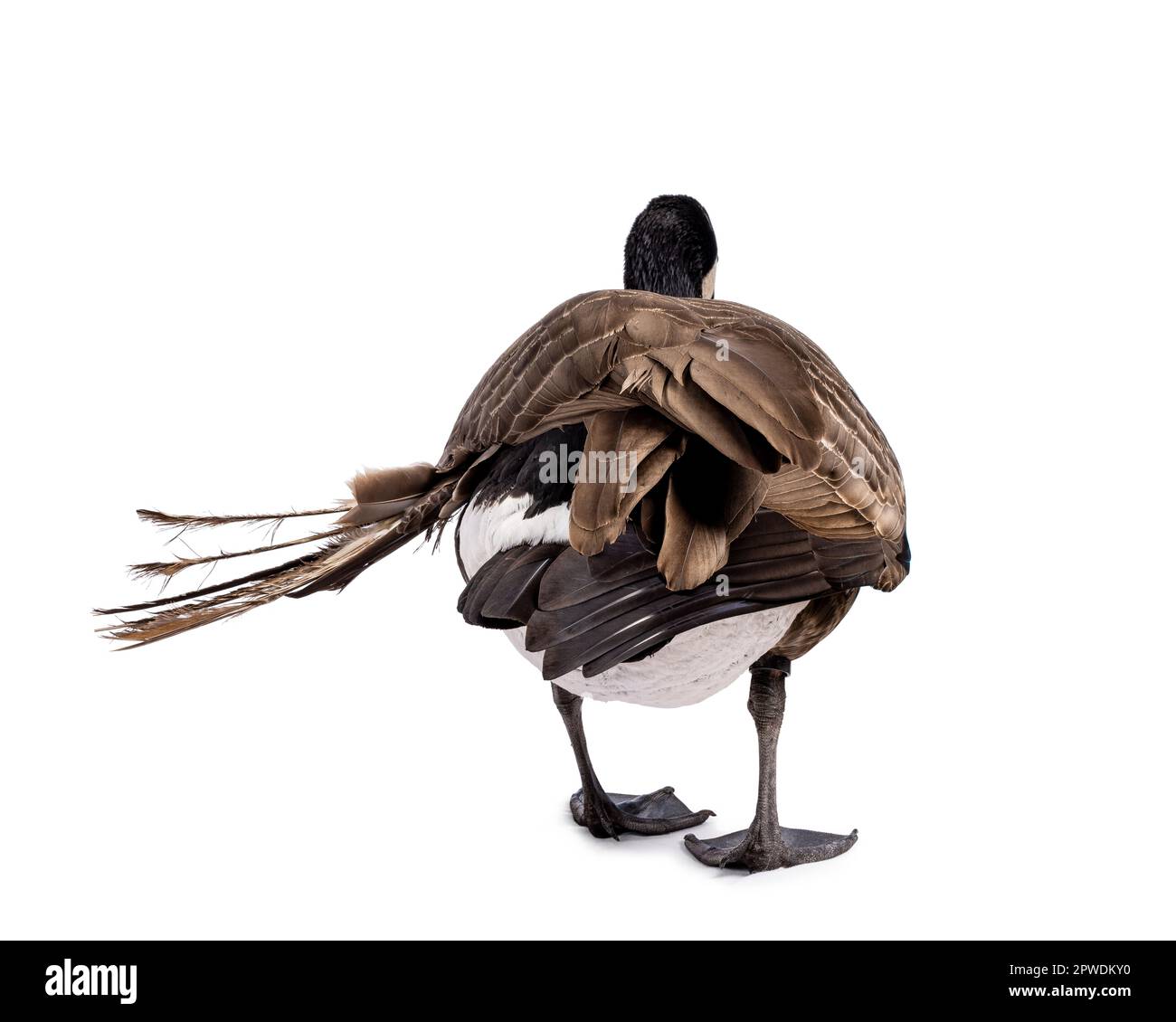 Small Canadian Goose with Angel Wing condition, walking away from ...