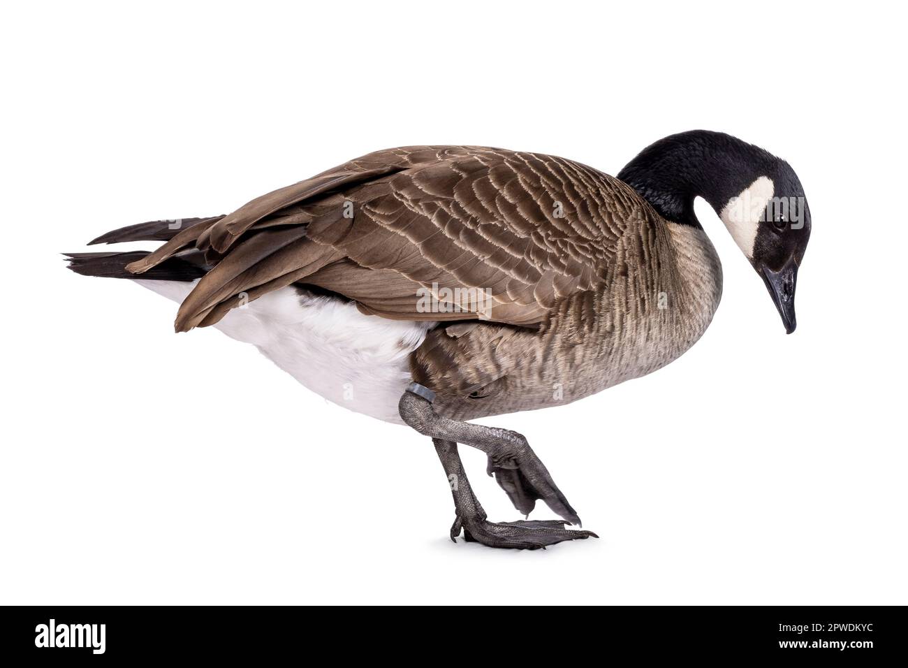 Small Canadian Goose, walking side ways. Head bowed down towards ground ...