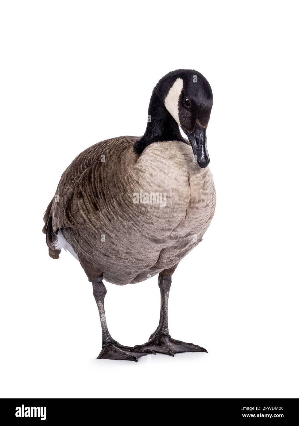 Small Canadian Goose, standing facing front. Head bowed down towards ...