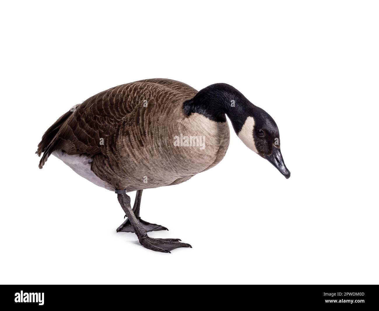 Small Canadian Goose, walking towards camera. Head bowed down towards ...