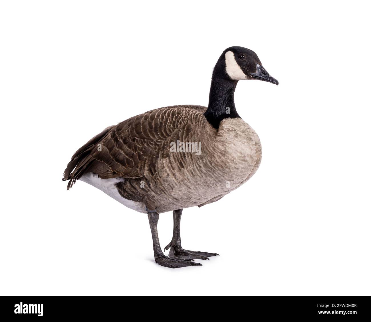 Small Canadian Goose, walking side ways. Head up looking side ways ...