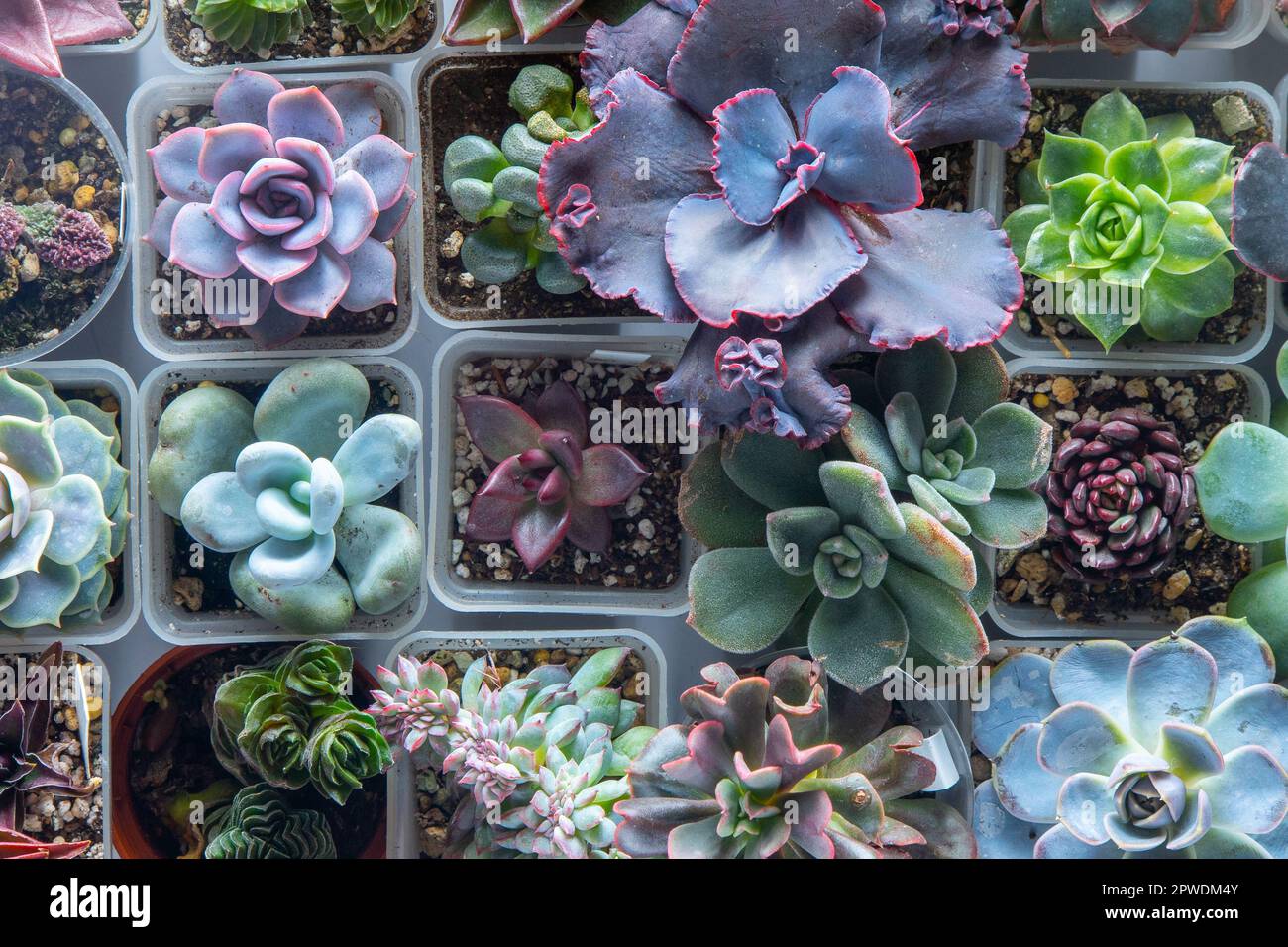 A set of different mix succulents top view. Gardening. Haworthia and ...