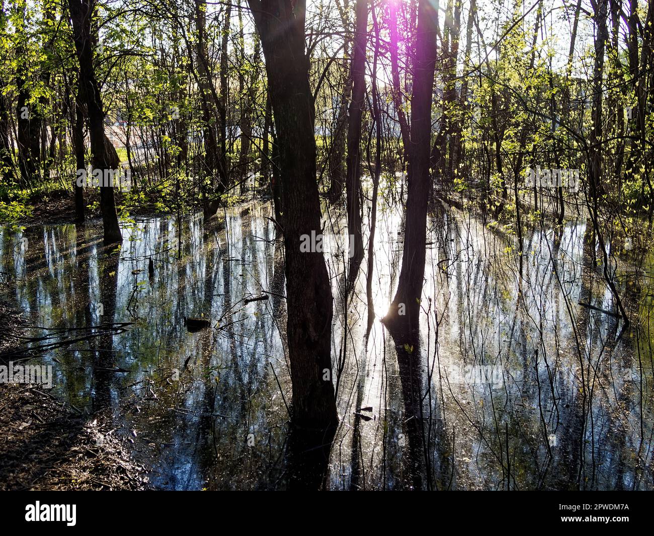 Reflection forest in huge puddle hi-res stock photography and images ...
