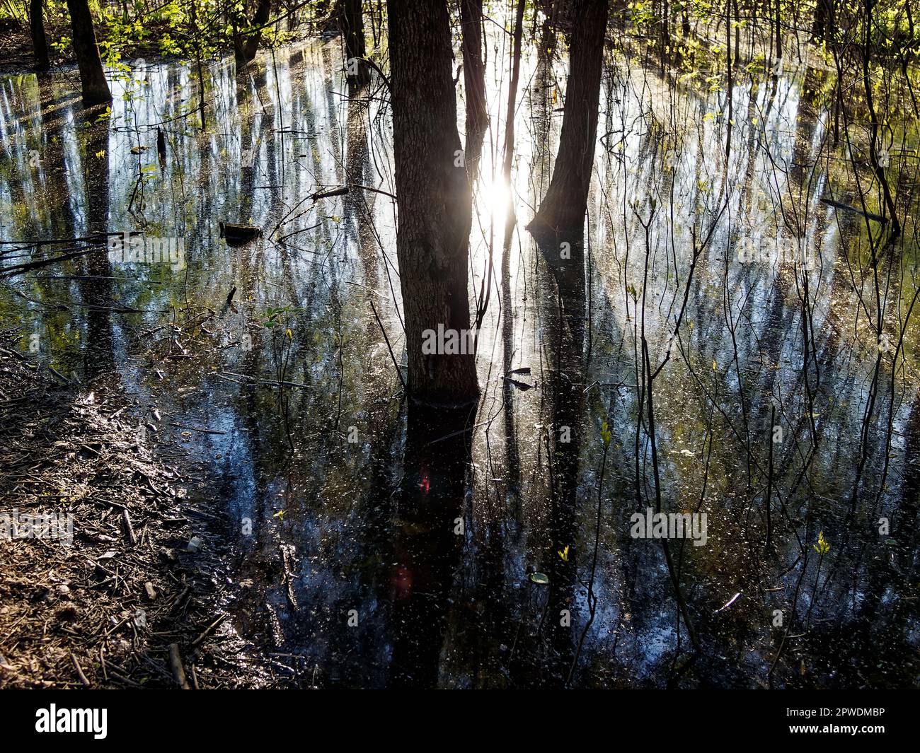 A huge puddle in the park among the trees, on a sunny day Stock Photo ...