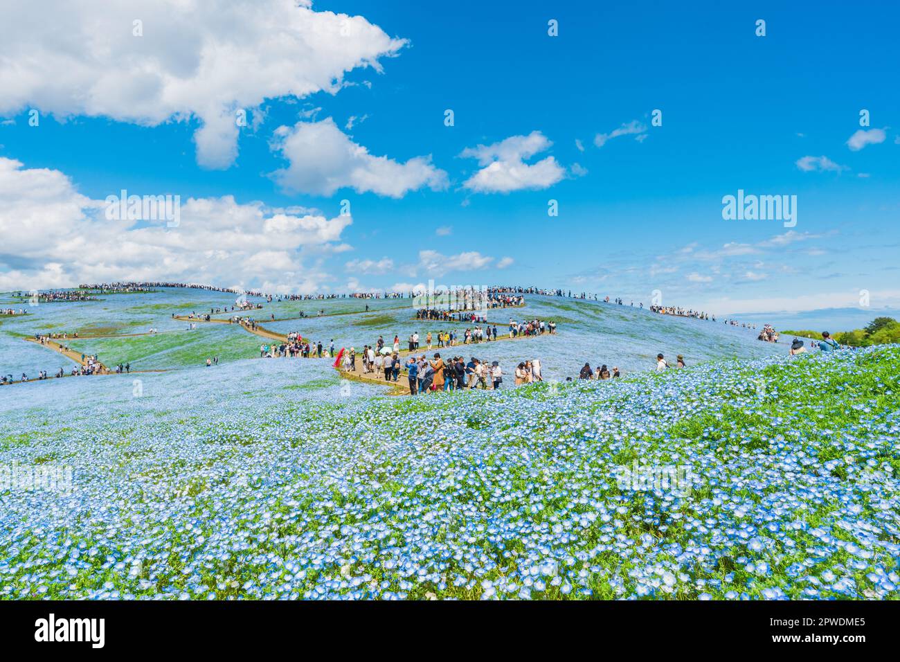 Nemophila (Baby blue eyes) at Hitachi Seaside Park Stock Photo - Alamy
