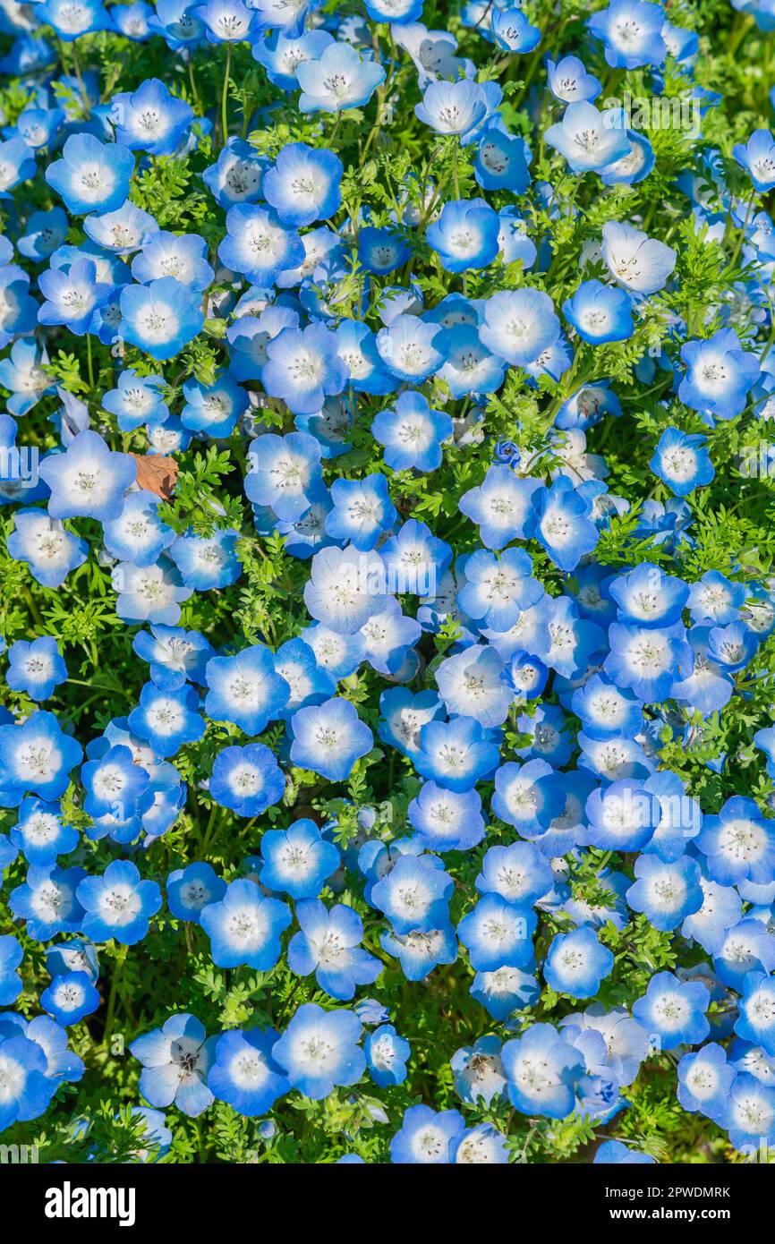 Nemophila (Baby blue eyes) at Hitachi Seaside Park Stock Photo - Alamy