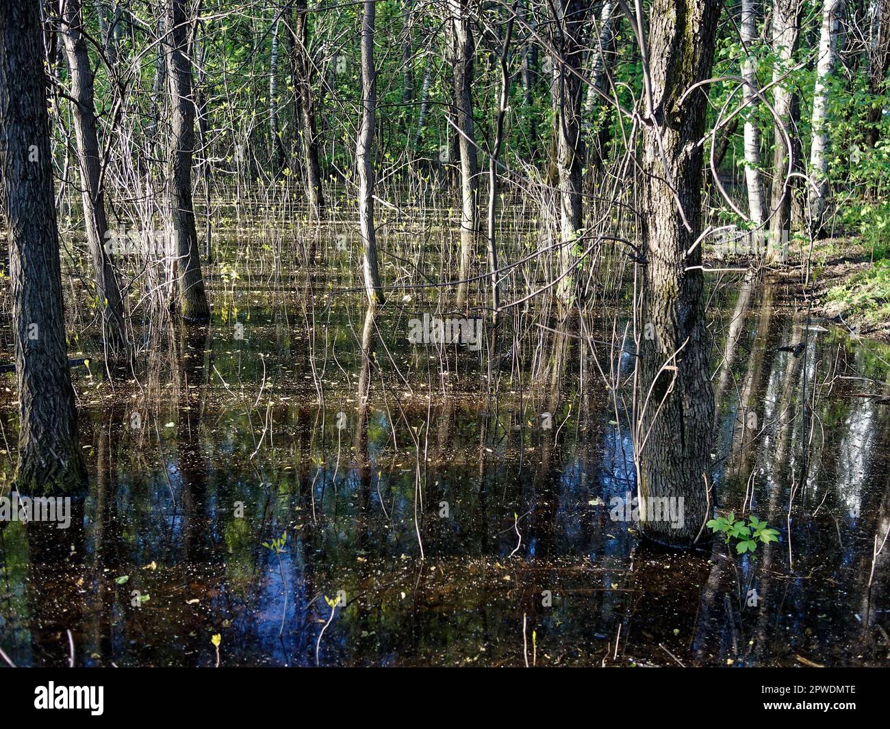A huge puddle in the park among the trees, on a sunny day Stock Photo ...