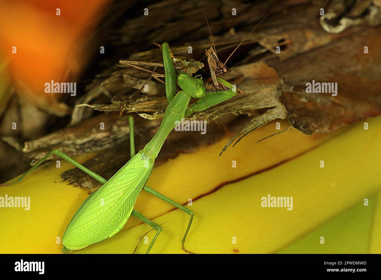 South African mantis (Miomantis caffra) eating male mantis Stock Photo ...