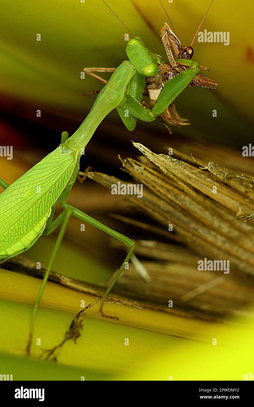 Mantis eating mate hi-res stock photography and images - Alamy