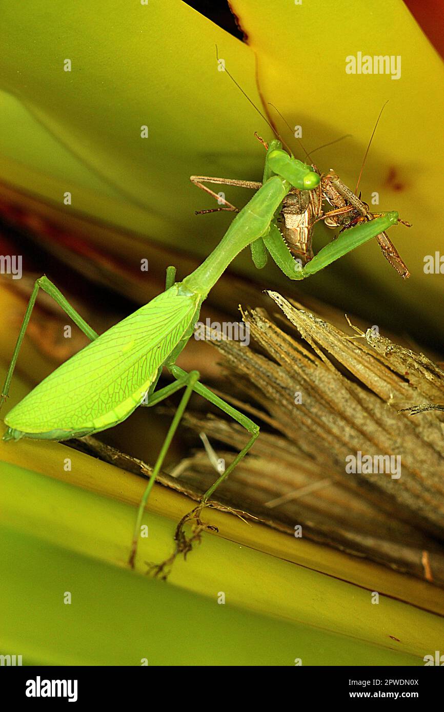 South African mantis (Miomantis caffra) eating male mantis Stock Photo ...