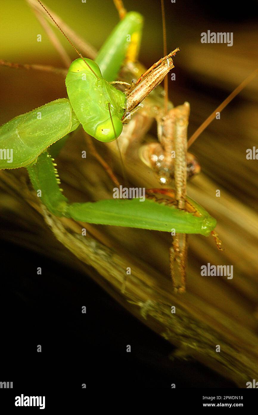South African mantis (Miomantis caffra) eating male mantis Stock Photo ...