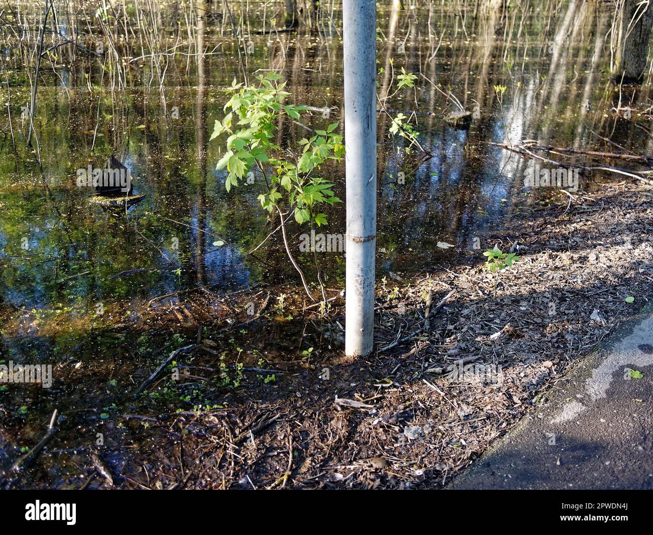 A huge puddle in the park among the trees, on a sunny day Stock Photo ...