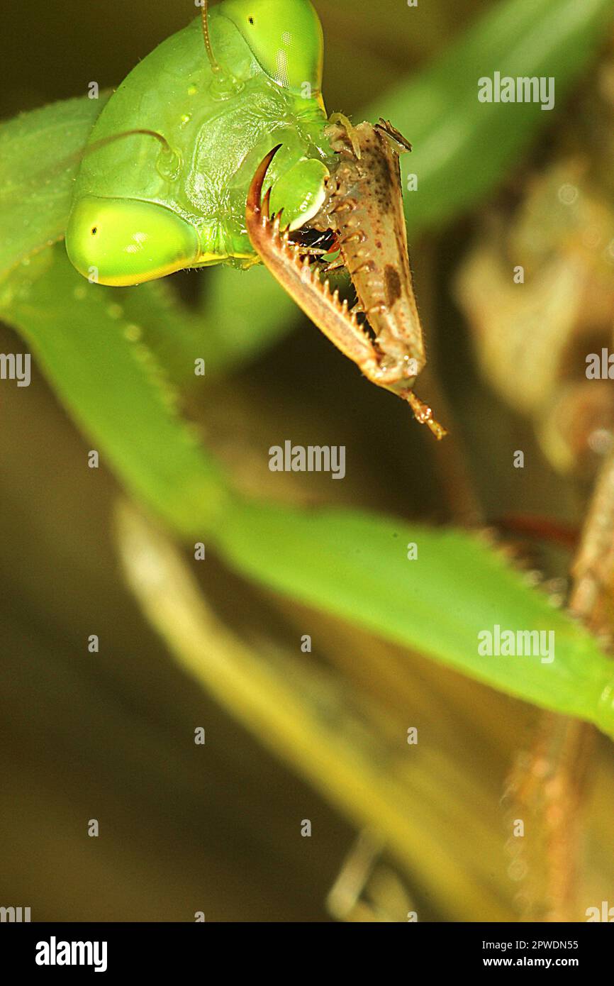 South African mantis (Miomantis caffra) eating male mantis Stock Photo ...