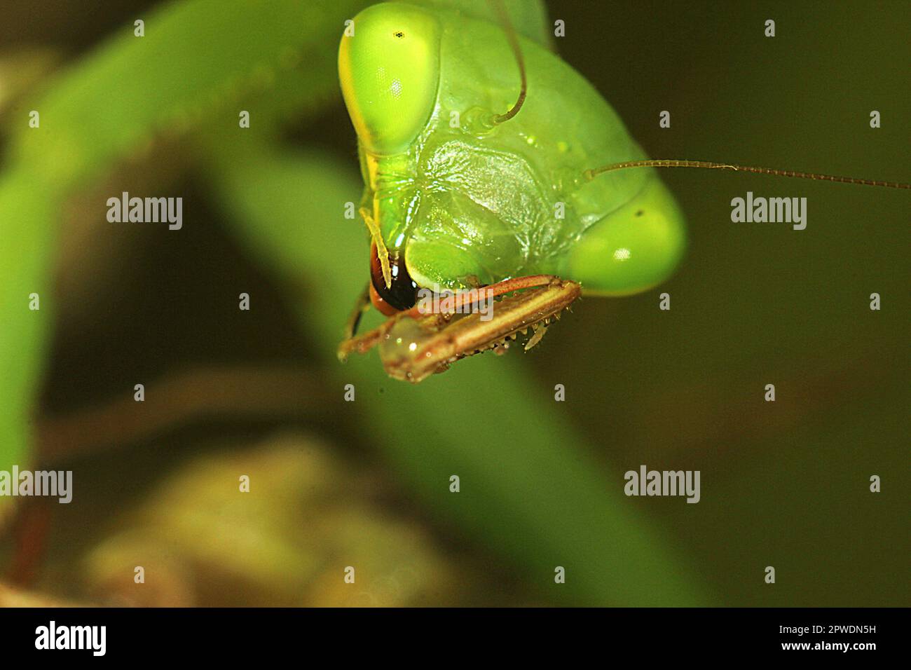 South African mantis (Miomantis caffra) eating male mantis Stock Photo ...