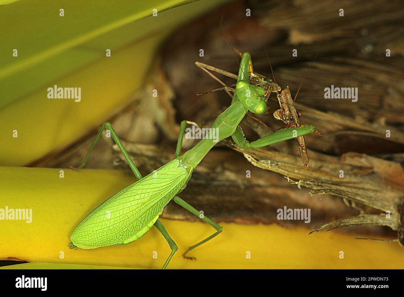 South African mantis (Miomantis caffra) eating male mantis Stock Photo ...