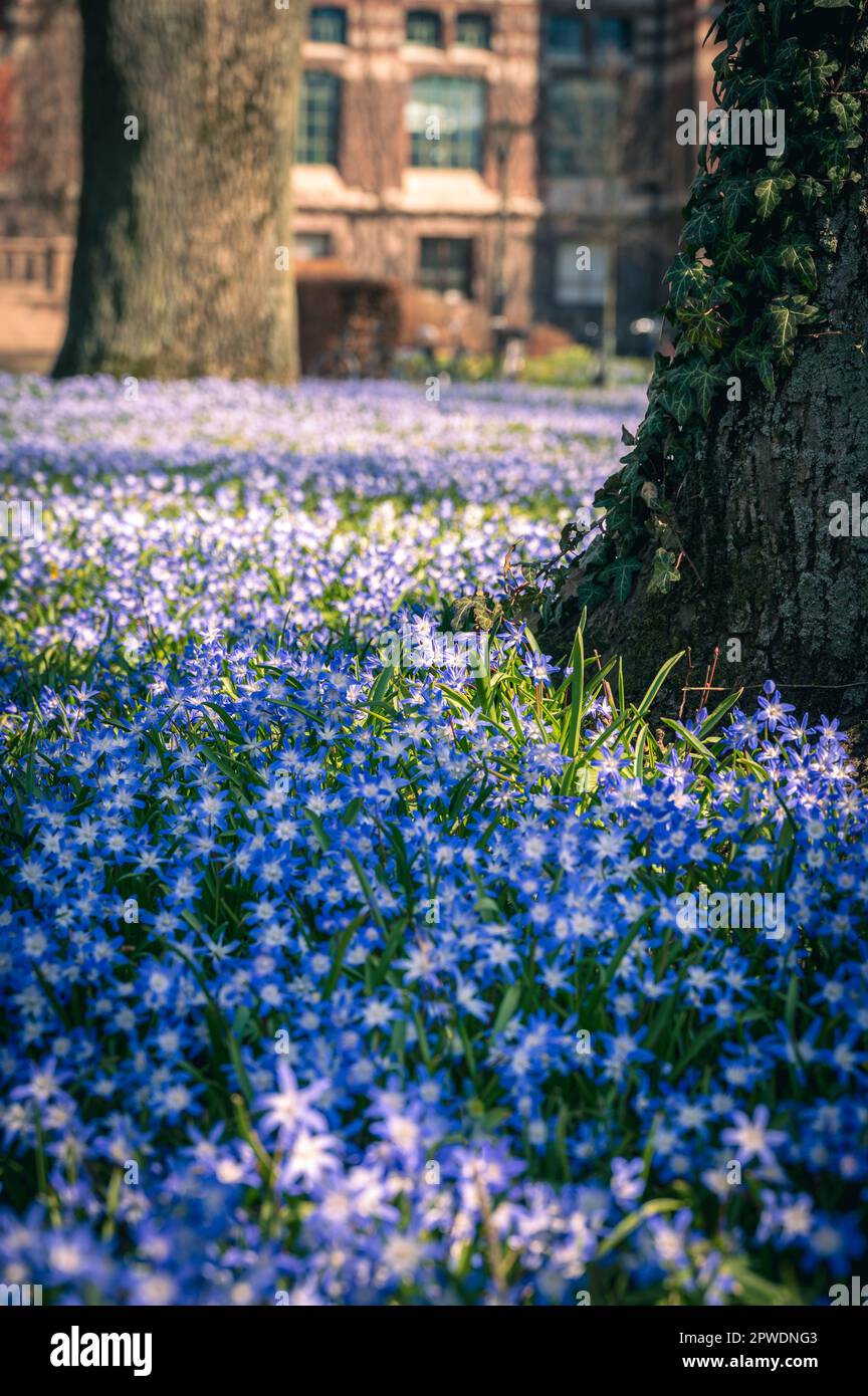 A sea of blue scilla flowers in full bloom in front of the university ...