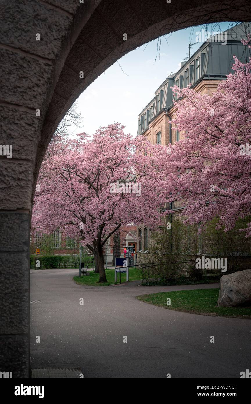 Cherry trees on full blossom next to parisian like building in Lund ...