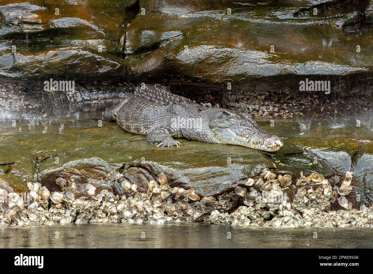 Estuarine Crocodile, Crocodilus porosus at King George River, Kimberley ...