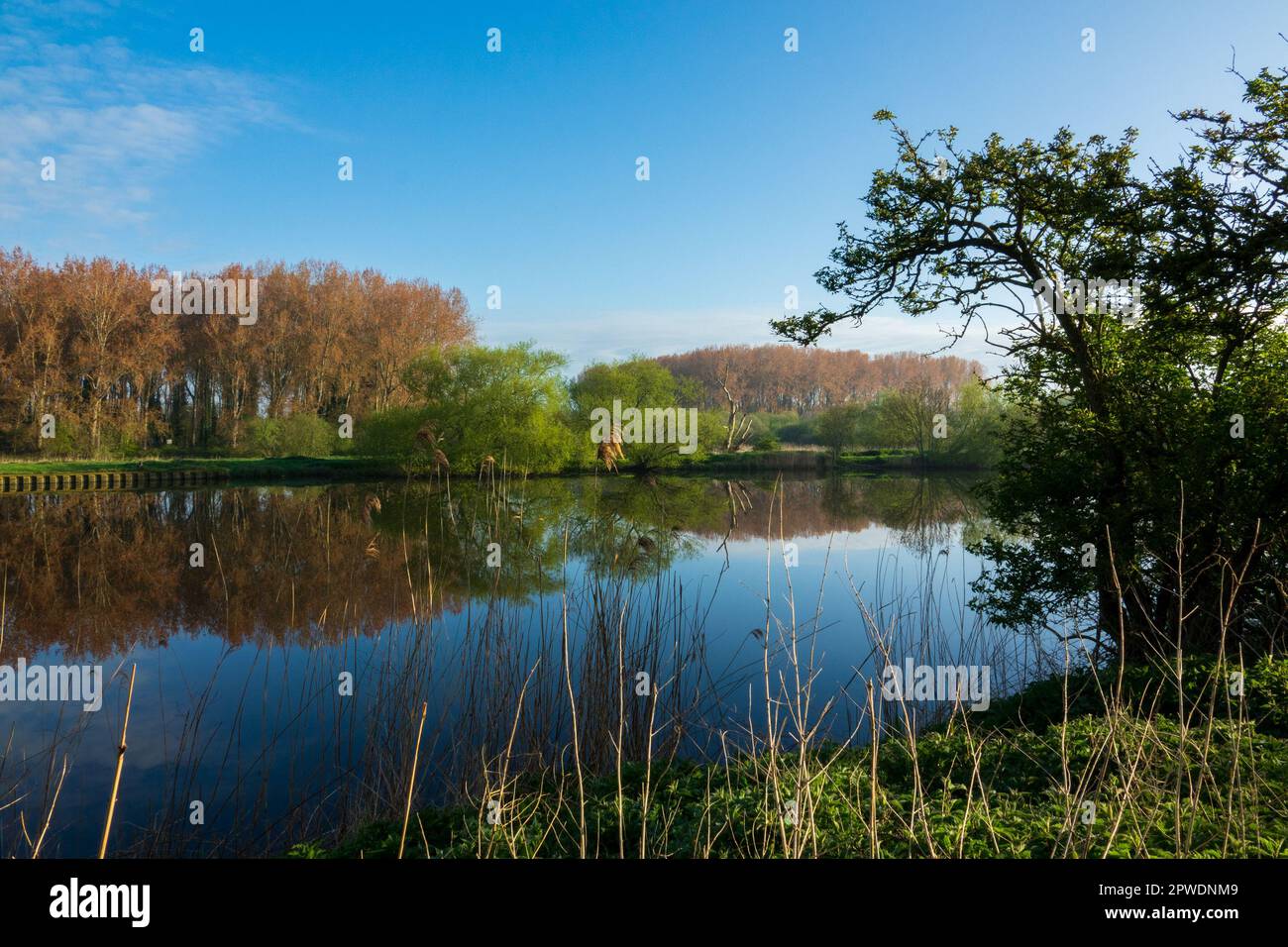 Rspb surlingham hi-res stock photography and images - Alamy