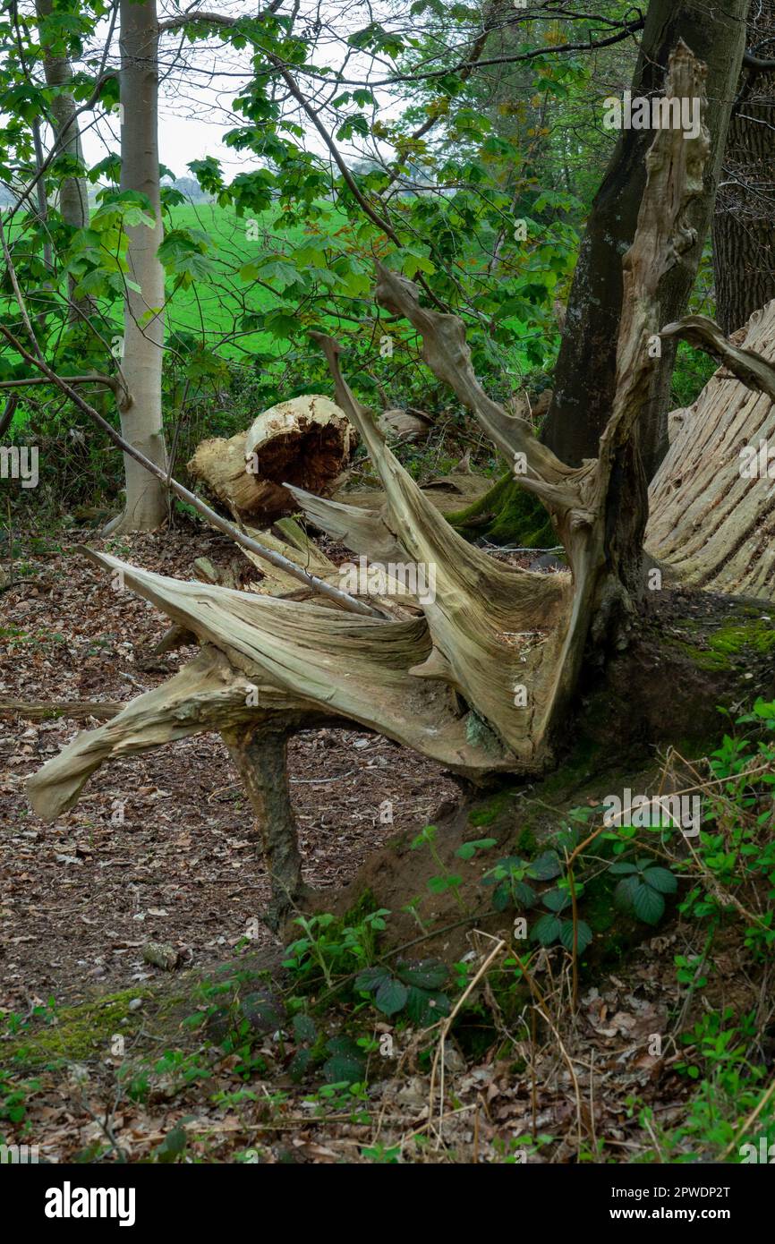 Sculptural Fallen Tree Stock Photo - Alamy