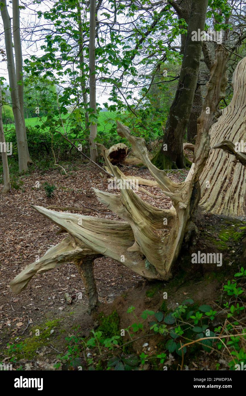 Sculptural Fallen Tree Stock Photo - Alamy