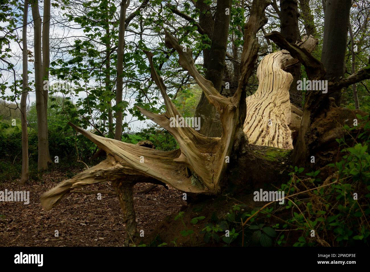 Sculptural Fallen Tree Stock Photo - Alamy